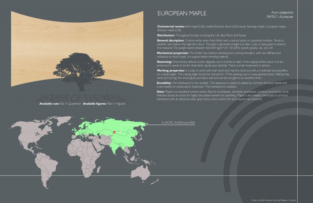veneer of the week – European maple | Indiana Architectural Plywood